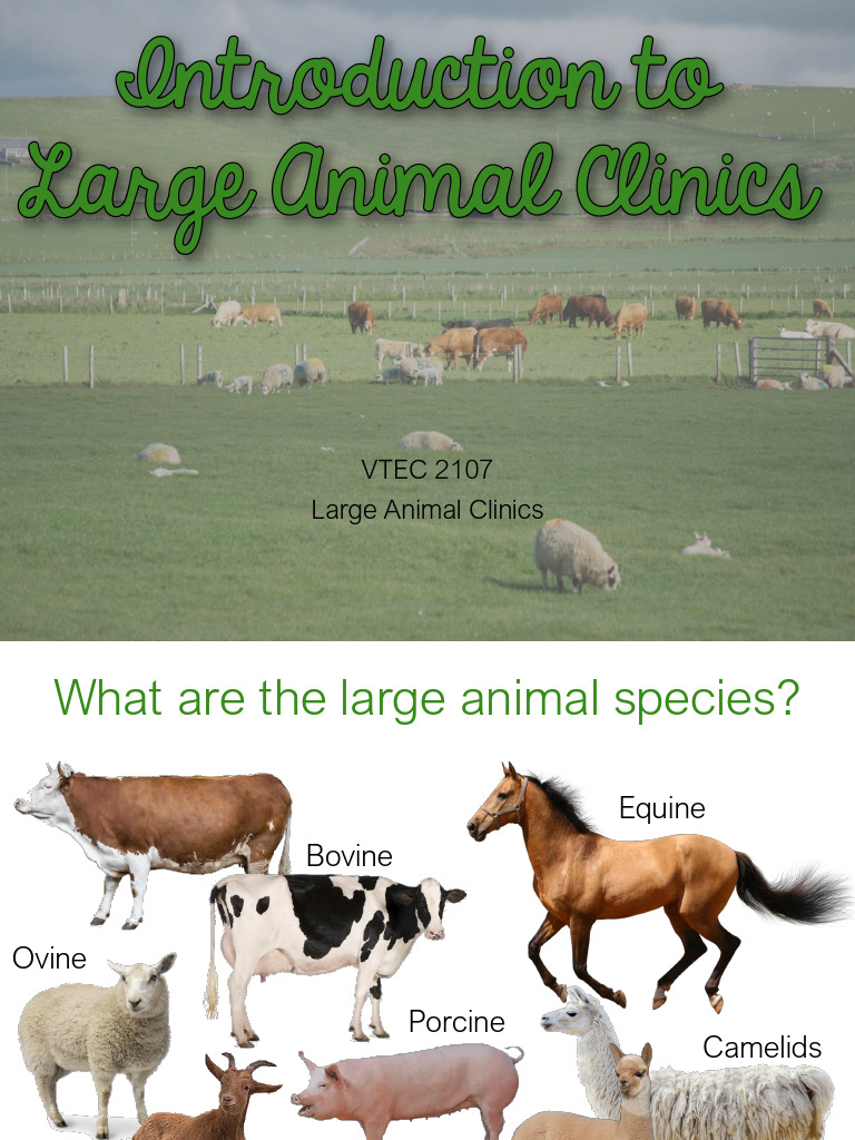 Week One Large Animal Handling, Safety, Role of RVT in Large Animal ...