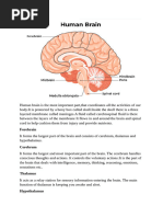 Human Brain Functions - Class 10 Notes | PDF
