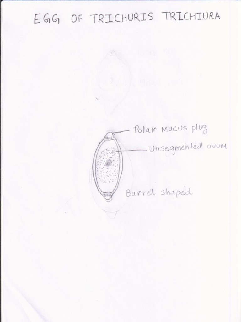 Diagrams of Parasites 1 | PDF