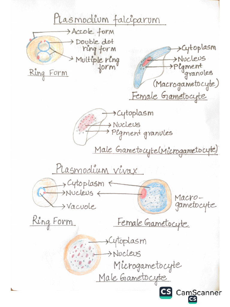 Diagrams of Parasites 2 | PDF