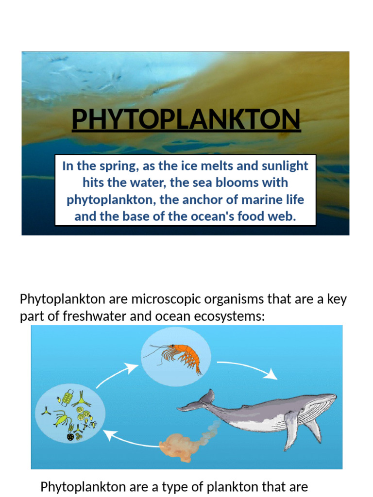 PHYTOPLANKTON | PDF