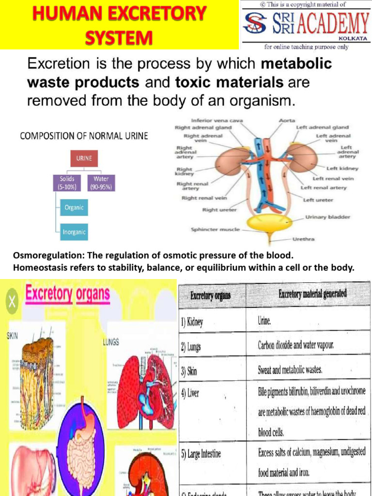 HUMAN EXCRETORY SYSTEM class 10 | PDF