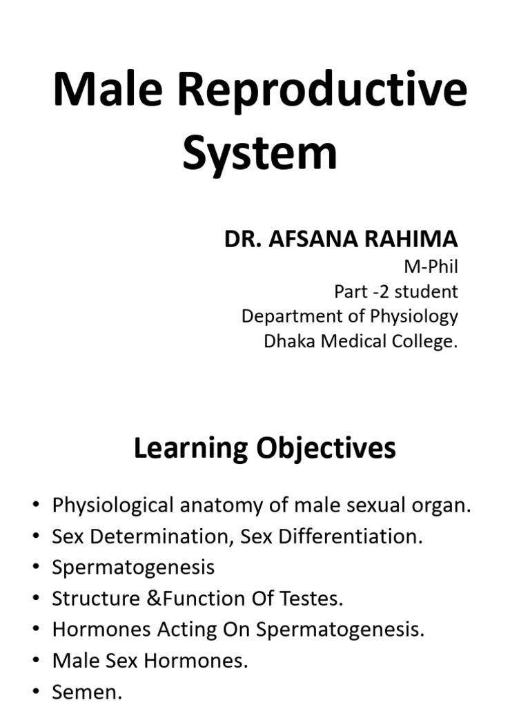 Male Reproductive System Overview | PDF