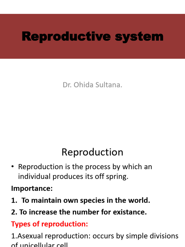 Reproductive System | PDF | Menstrual Cycle | Testicle