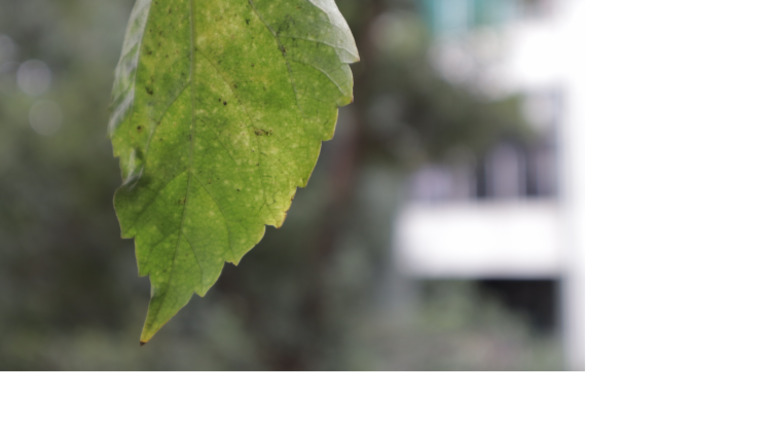 Leaf | PDF