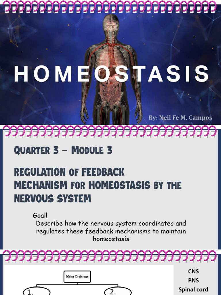 Nervous System Homeostasis | PDF | Central Nervous System | Nervous System