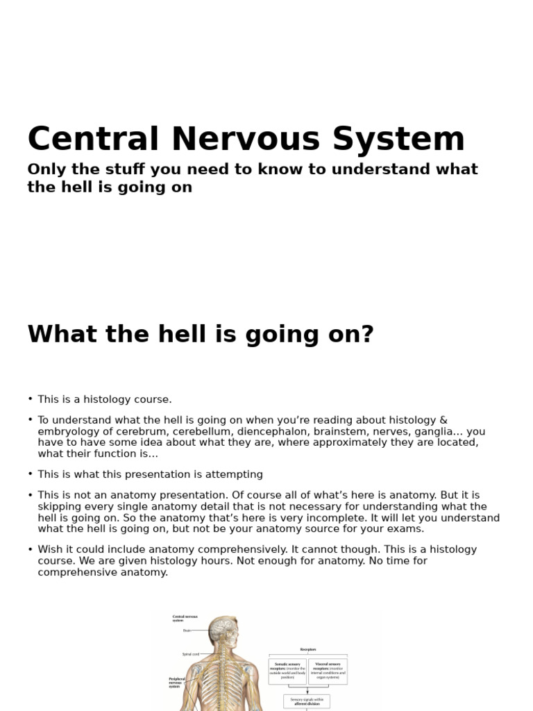 Central Nervous System Overview | PDF | Spinal Cord | Central Nervous ...