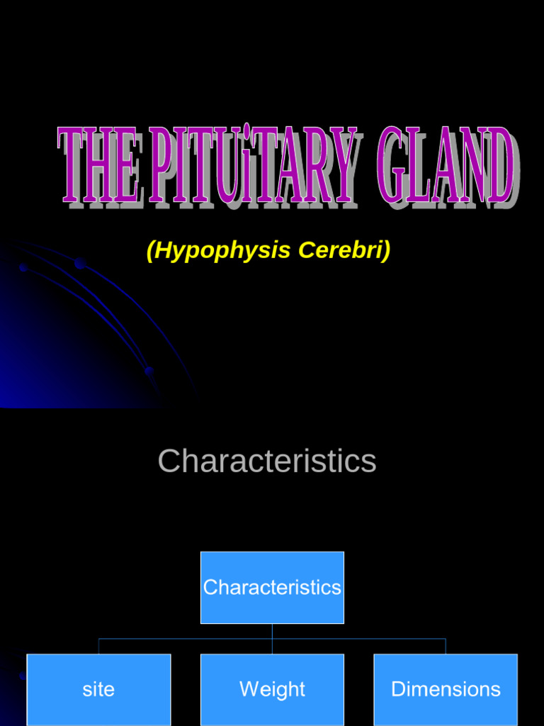 2- Lecture 2-The Pitutary | PDF | Pituitary Gland | Hypothalamus