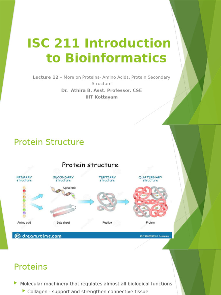 Lecture 12 - Protein Structure | PDF | Alpha Helix | Protein Structure