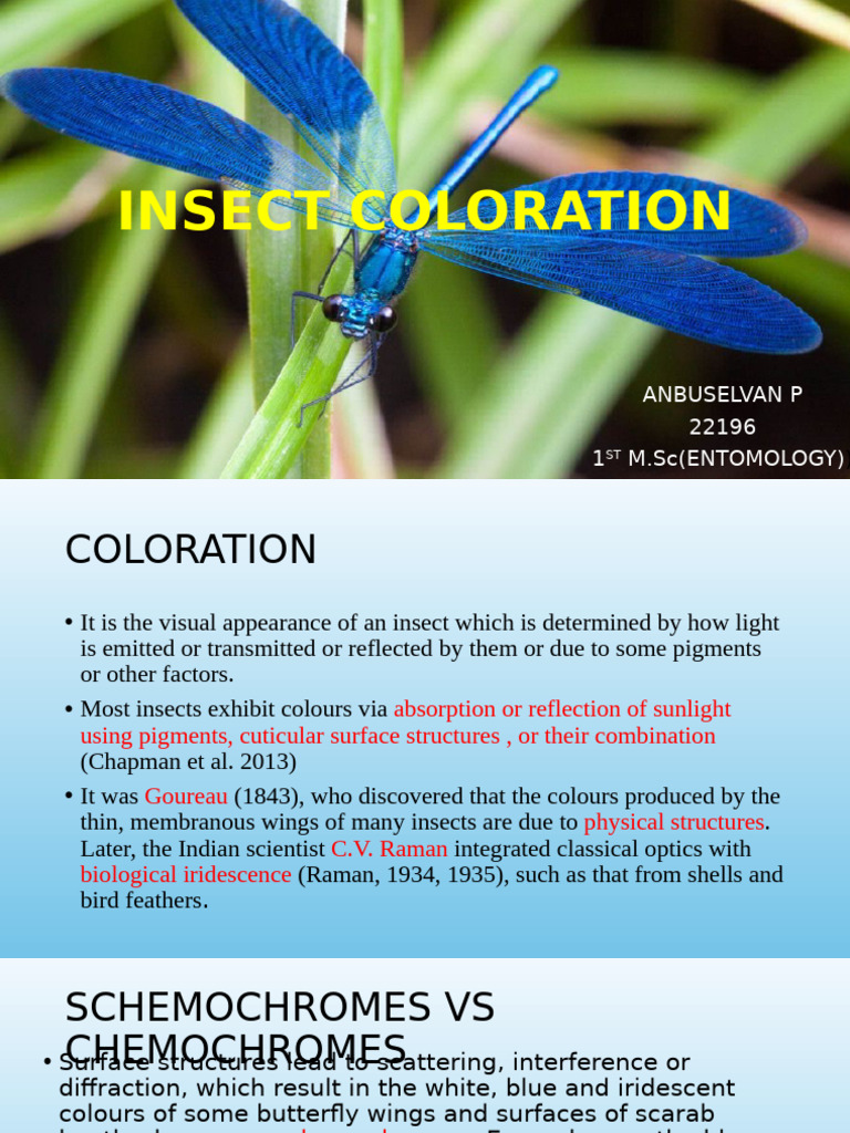 Understanding Insect Coloration | PDF | Color