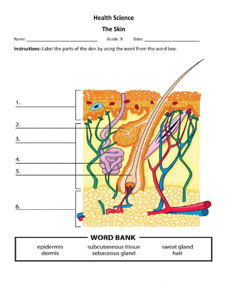 Parts of The Skin | PDF