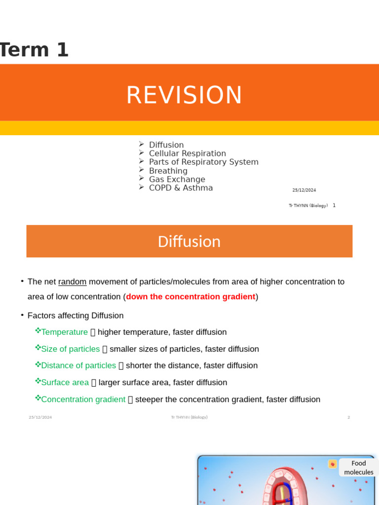 Year 8 Biology Term 1 Revision | PDF | Breathing | Respiratory System