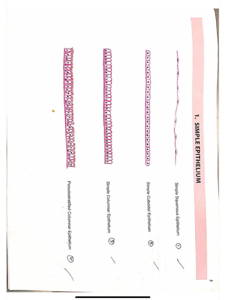 Histology Practical Manual PDF Balakrishna Shetty | PDF