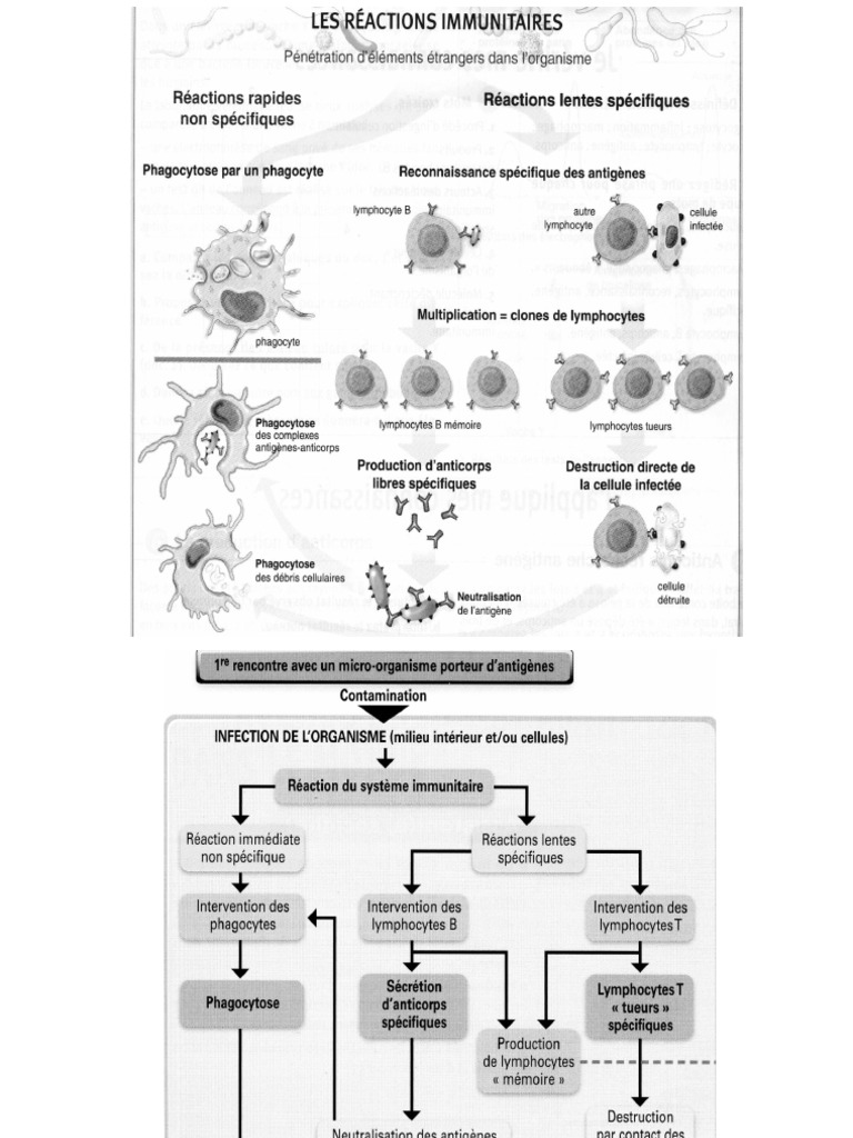 La Réponse Lente Et Spécifique Schema Bilan | PDF