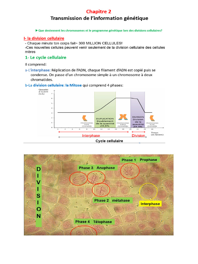 Cours Division Cellulaire Mitose | PDF