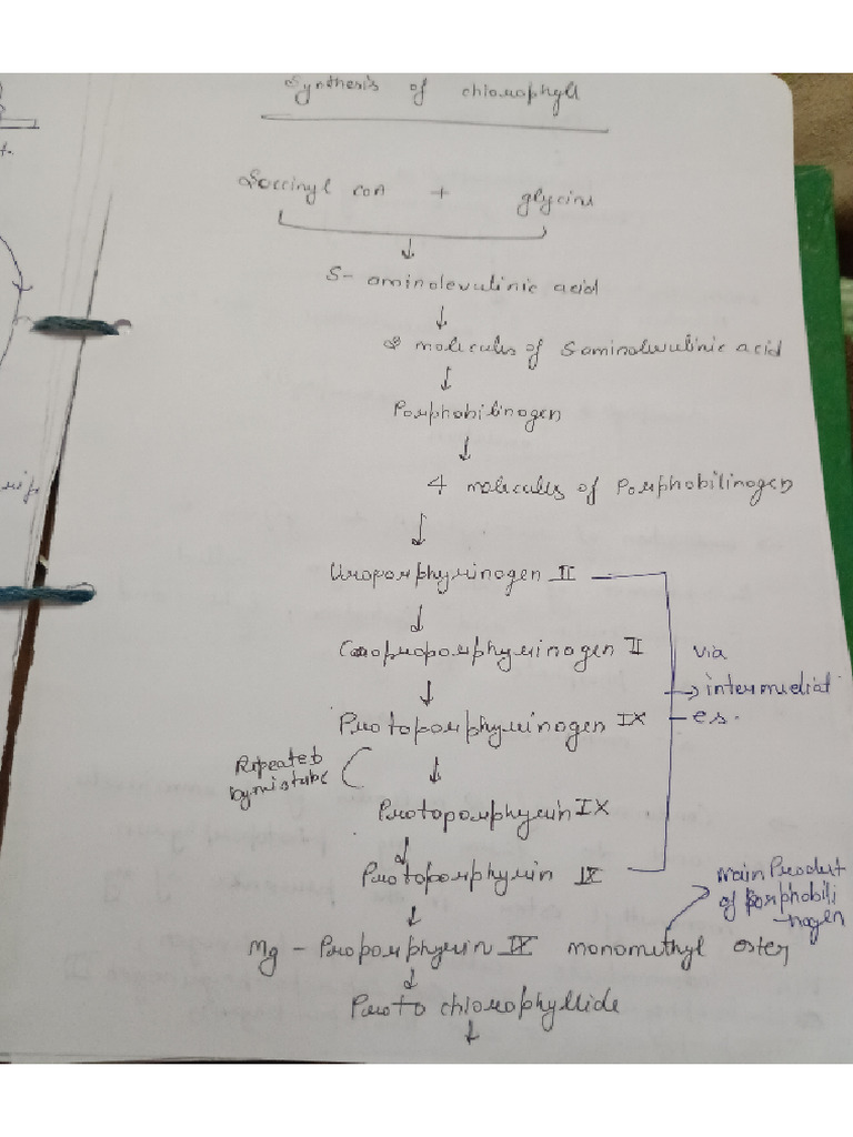 Synthesis of Chlorophyll | PDF