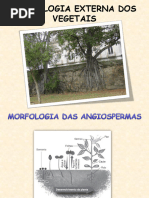 Raízes Adventícias: Exemplos e Funções | PDF | Raiz | Morfologia vegetal