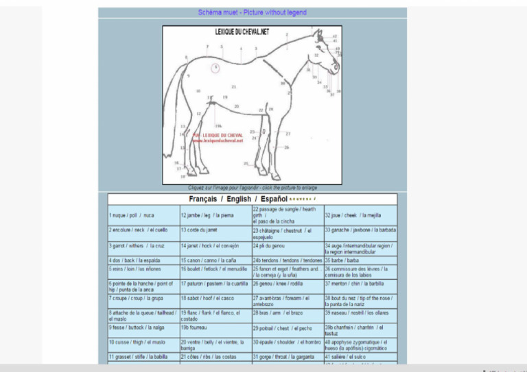 Anatomie Cheval | PDF