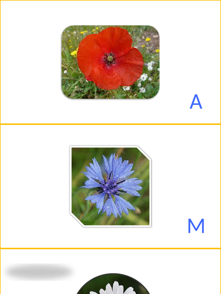 Pix Fleurs | PDF