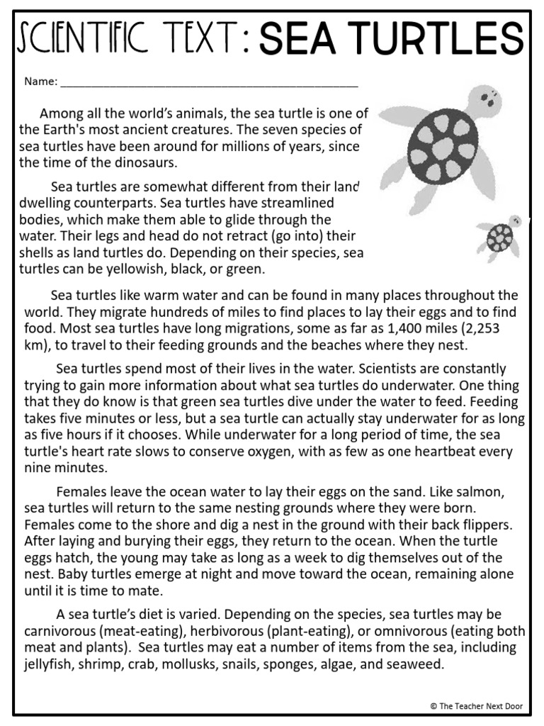 sea turtle (1) (1) | PDF | Sea Turtle | Turtle
