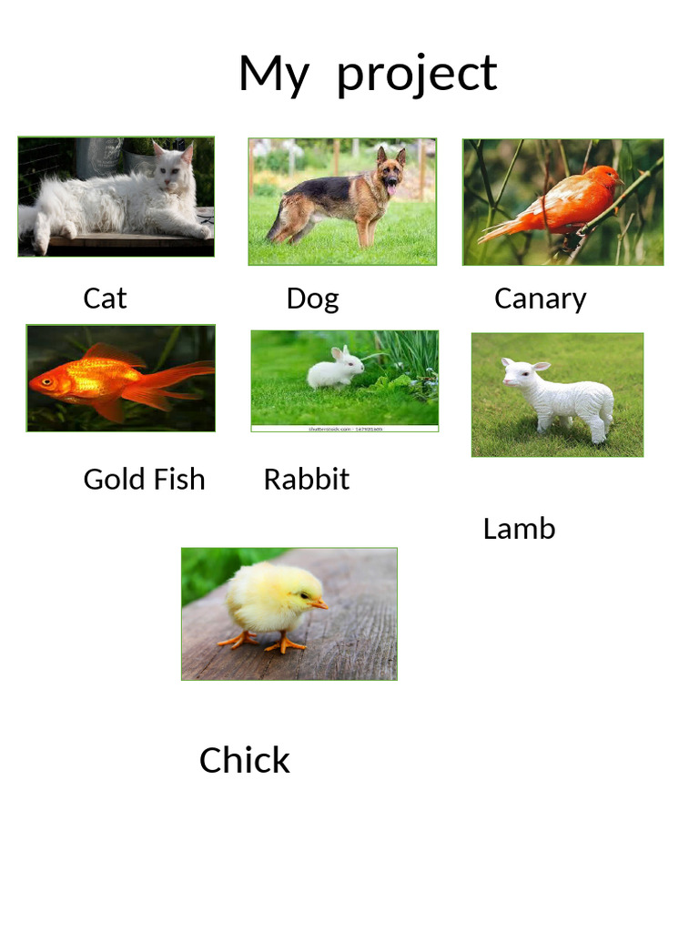 Cat Dog Canary | PDF