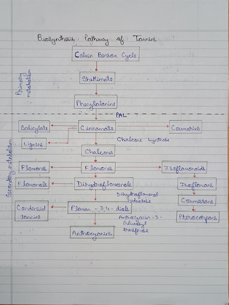 Biosynthetic pathway | PDF | Biochemistry | Chemistry