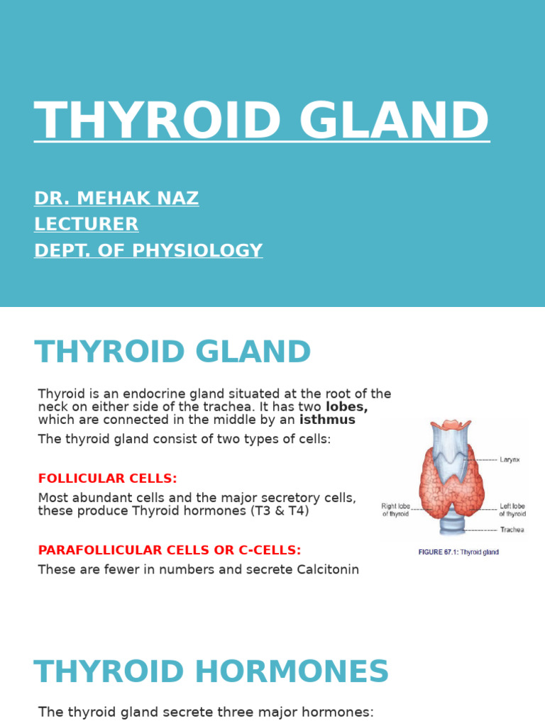 THYROID GLAND | PDF | Thyroid | Hormone