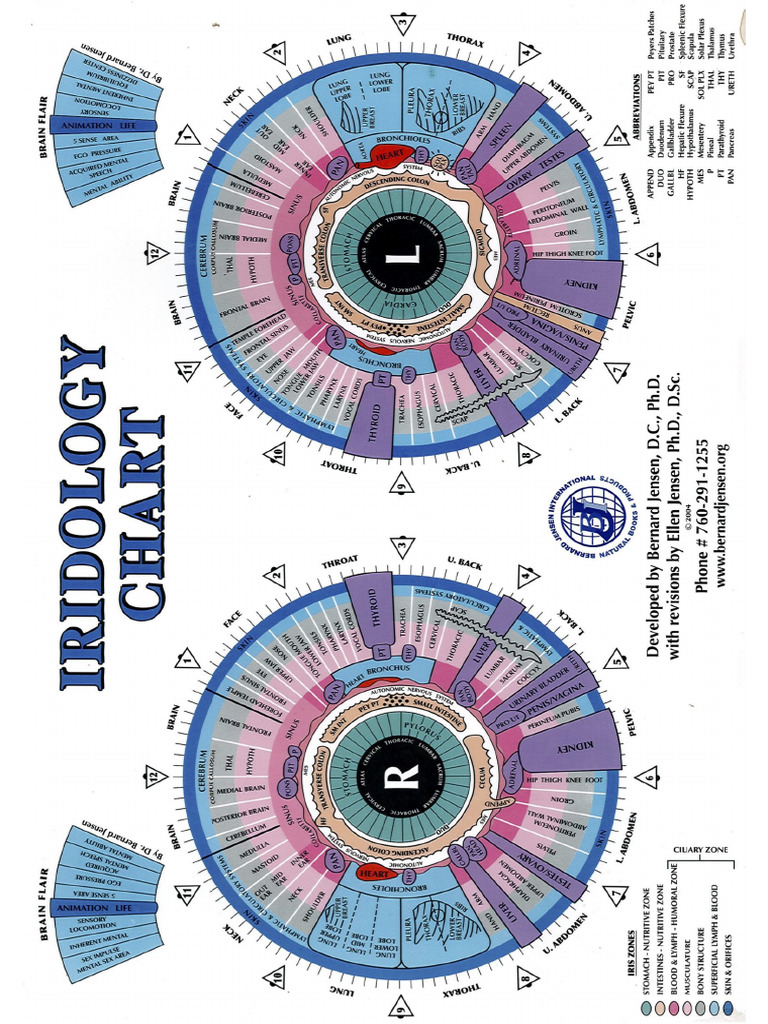 Iridology-Chart (1) | PDF