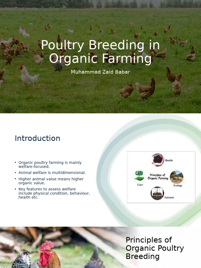 Poultry Breeding in Organic Farming | PDF | Poultry Farming | Organic ...