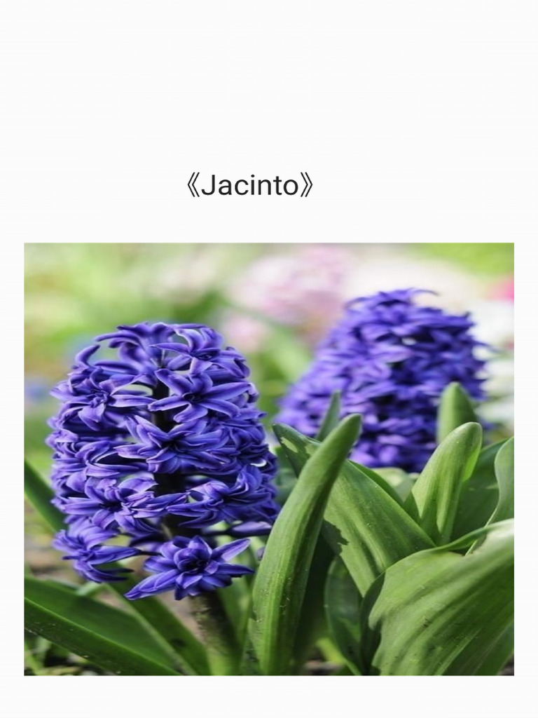 Ficha de cultivo do Jacinto | PDF