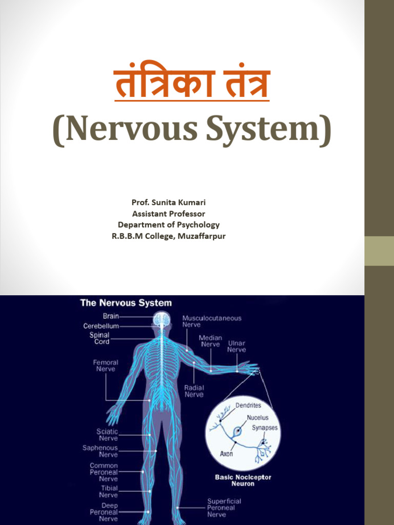 The Nervous System | PDF