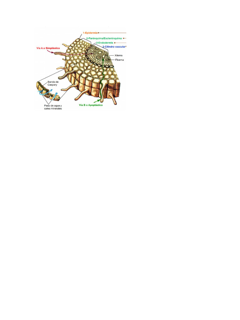 Fotos Biologia Ud 2. 1 Imprimir | PDF