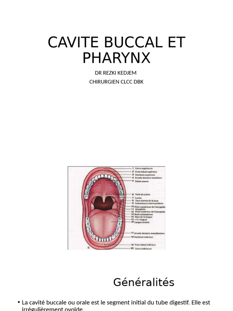 Anatomie de la Cavité Buccale et Pharynx | PDF | Langue | Tête et cou ...