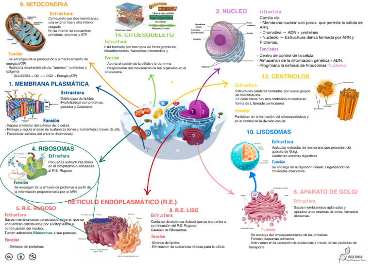 La Célula (esquema completo) | PDF | Citoplasma | Biología Celular)