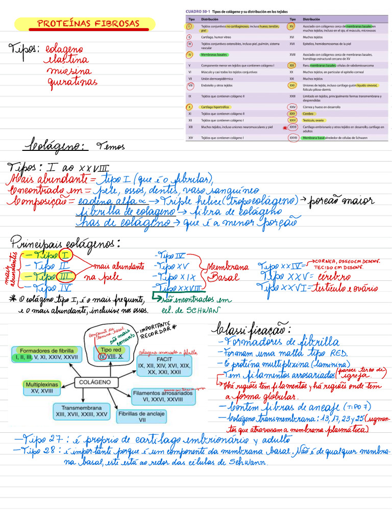 Resumo Proteínas Fibrosas | PDF | Colágeno | Biomoléculas