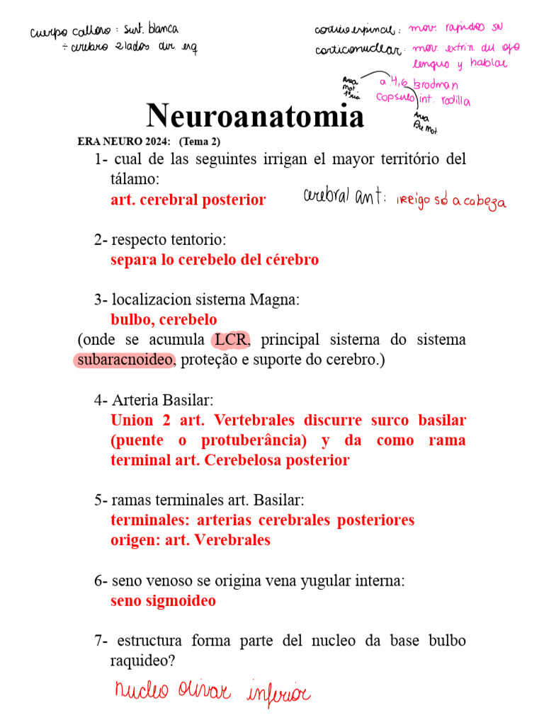 Neuroanatomía: Estructuras y Funciones Clave | PDF | Cerebro | Cerebelo