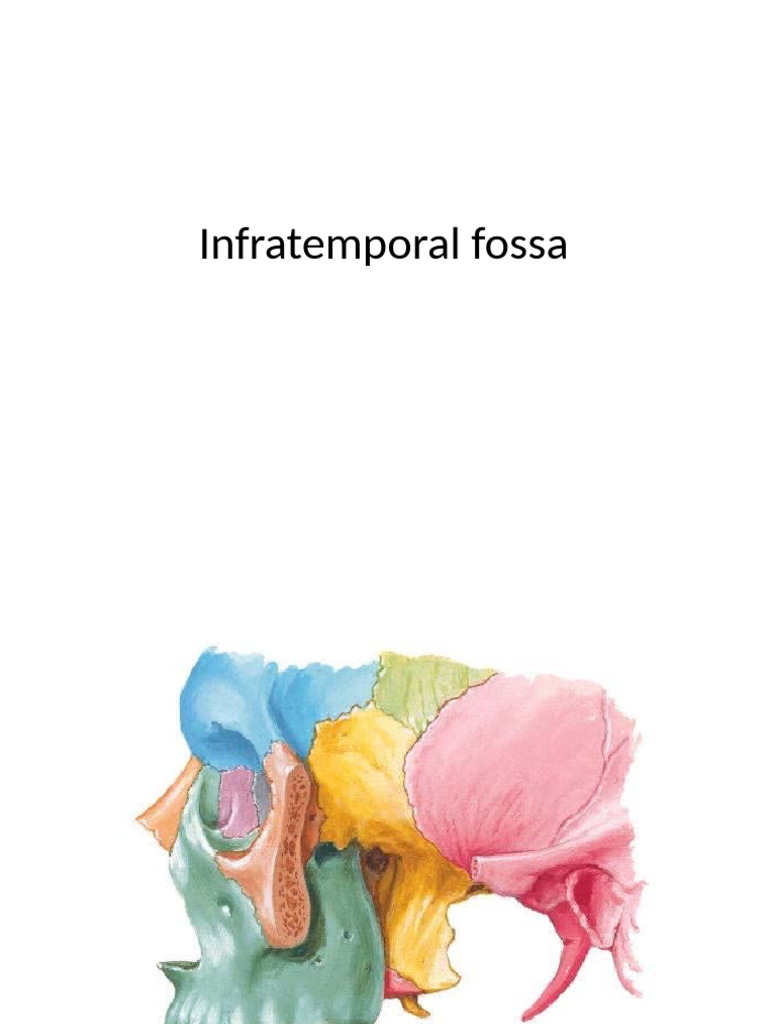 Infratemporal Fossa Pdf