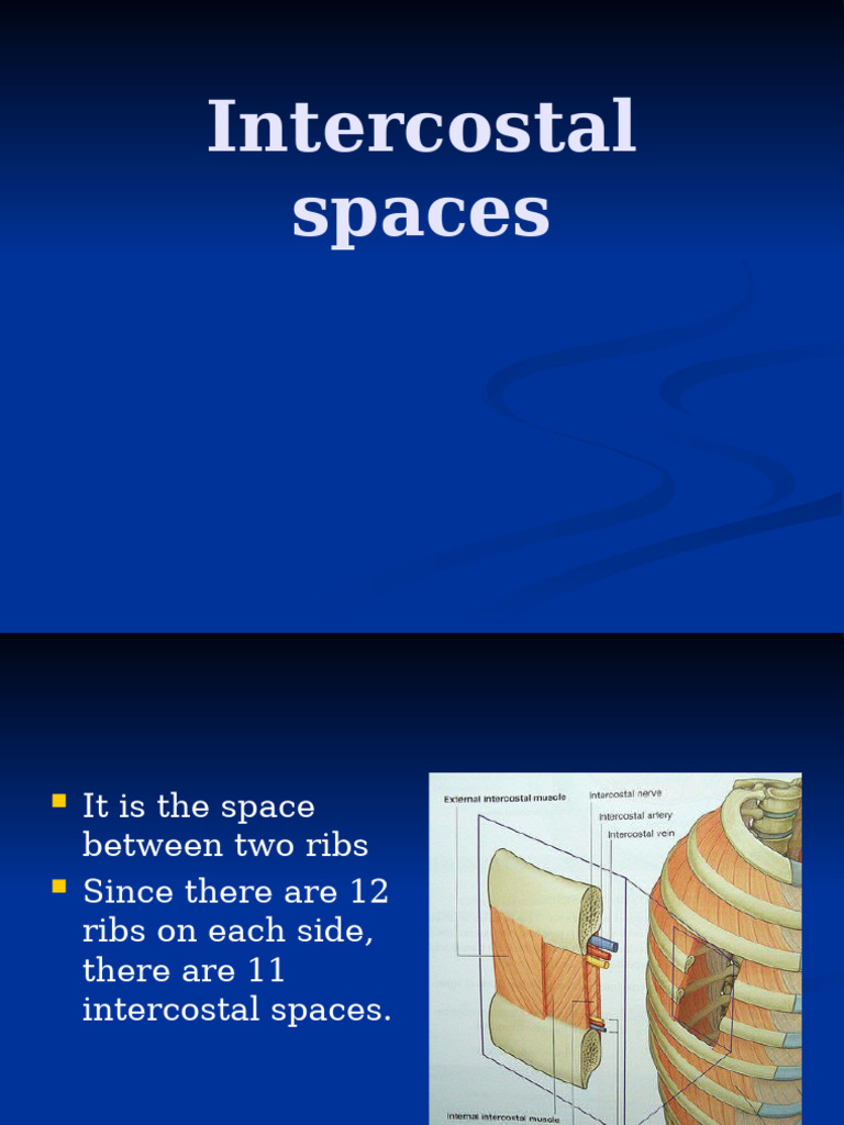 Intercostal Spaces | PDF | Musculoskeletal System | Human Anatomy