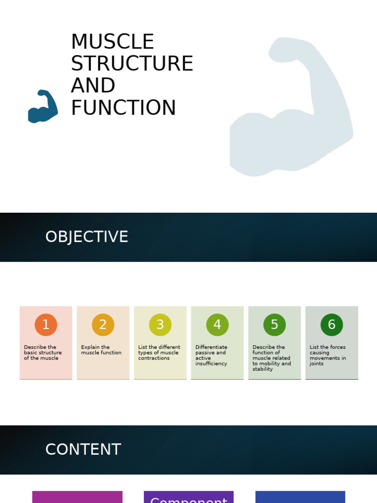 Muscle Structure and Function | PDF | Motor Neuron | Muscle Contraction