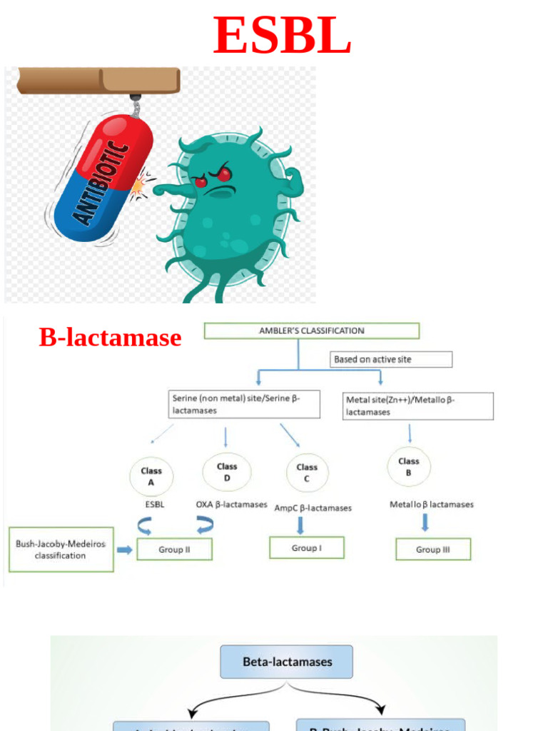 ESBL | PDF | Beta Lactamase | Antibiotics