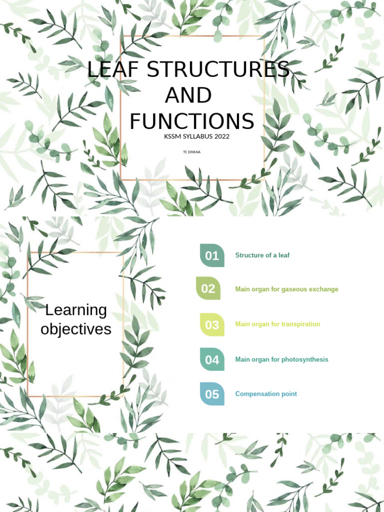 Leaf As Gaseouse Exchange | PDF | Stoma | Branches Of Botany