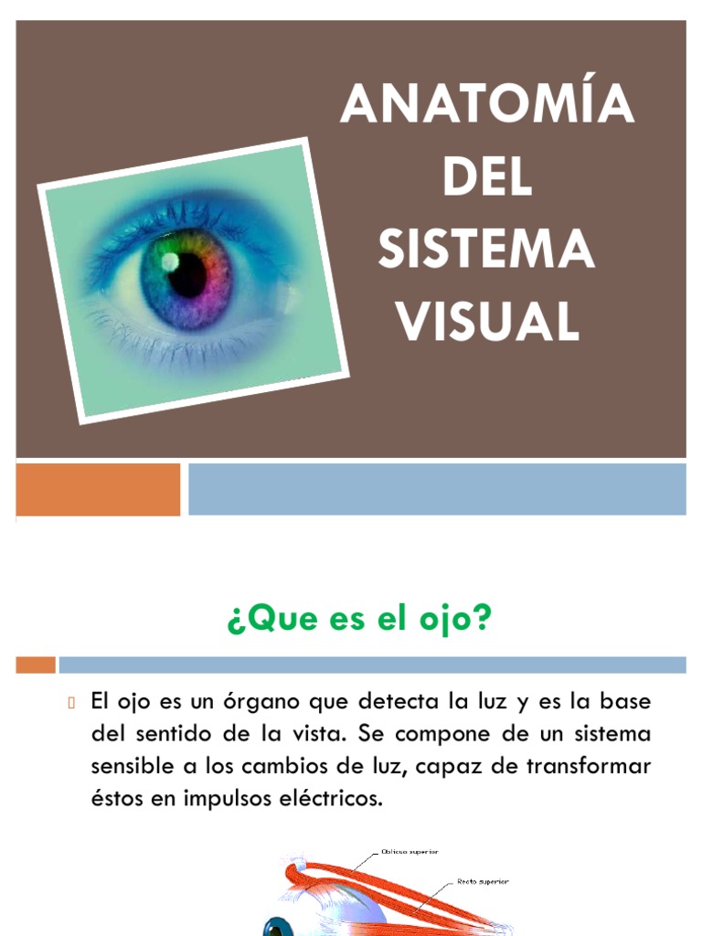 Anatomía Del Sistema Visual | PDF