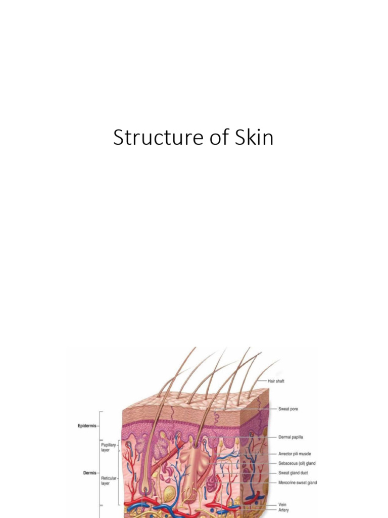 Structure of Skin | PDF