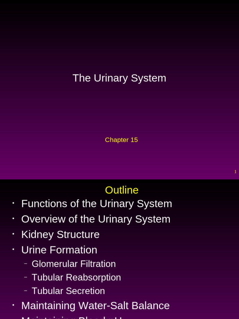 Kidney Structure and Nephron Function | PDF | Kidney | Abdomen