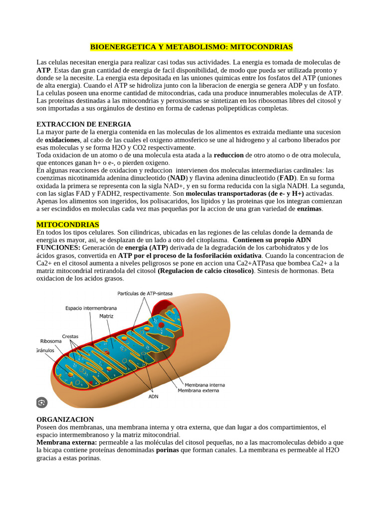 S4 Mitocondrias | PDF | Trifosfato de adenosina | Mitocondria