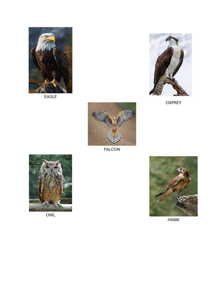 Types of Birds: Eagle, Owl, Falcon | PDF