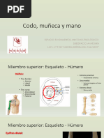 Anatomía del Cúbito y sus Partes | PDF | Codo | Anatomía humana