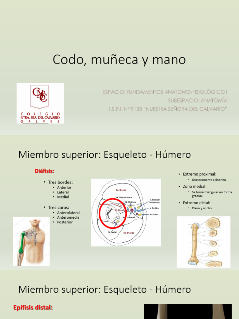 Miembro Superior - Codo, Muñeca y Mano | PDF | Mano | Codo