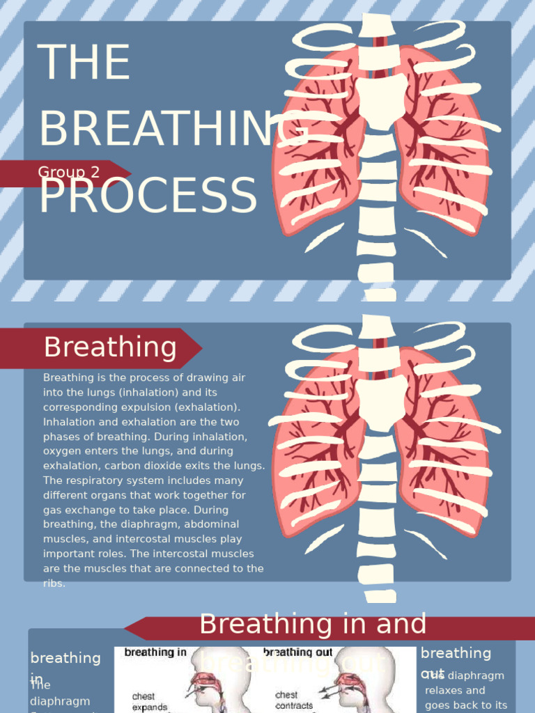 The Breathing Process | PDF | Breathing | Respiratory System