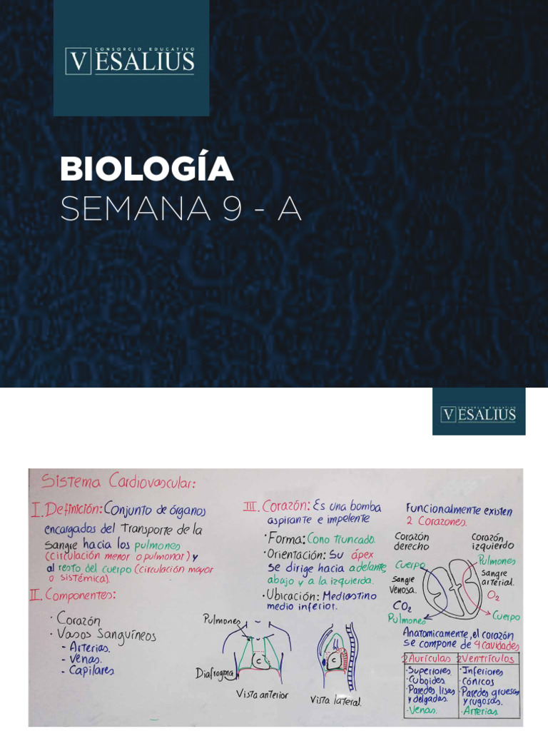 Biología - Tema 9 (A) - Pizarra | PDF
